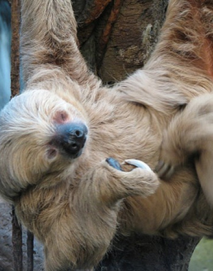 A sloth’s upside down life in Costa Rica, cosmic bursts seen from ...