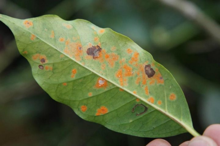 Climate change ruled out as driver of Colombian coffee leaf rust ...